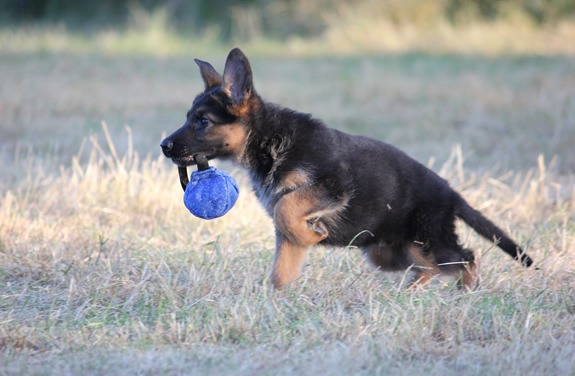Duitse Herder Pups te koop met stamboom