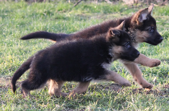 Duitse Herder Pups te koop met stamboom