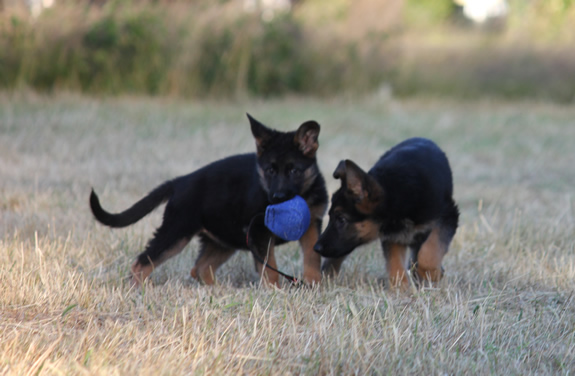 Duitse Herder Pups te koop met stamboom